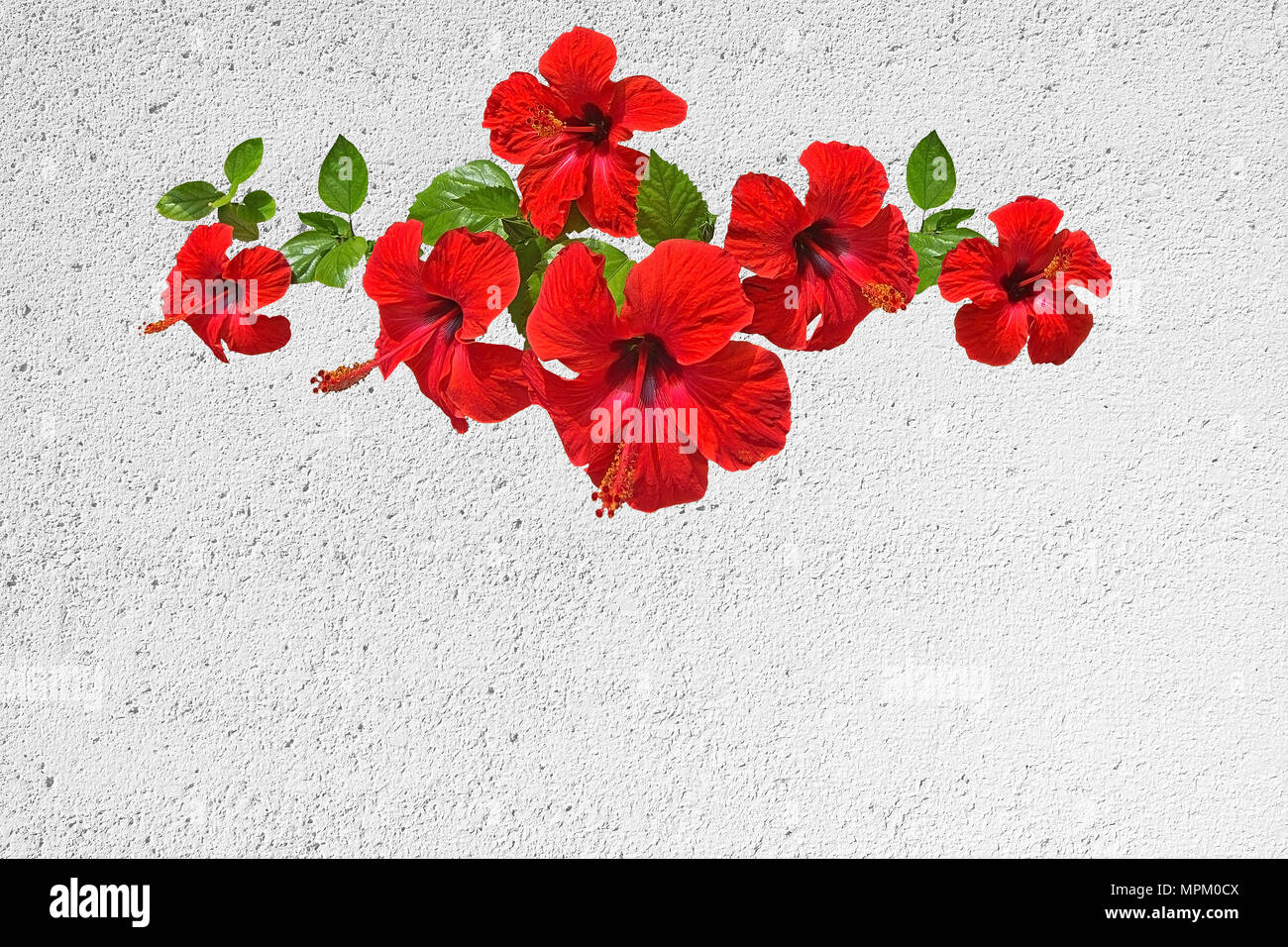 Red hibiscus flower on white roughcast wall for background or copy ...