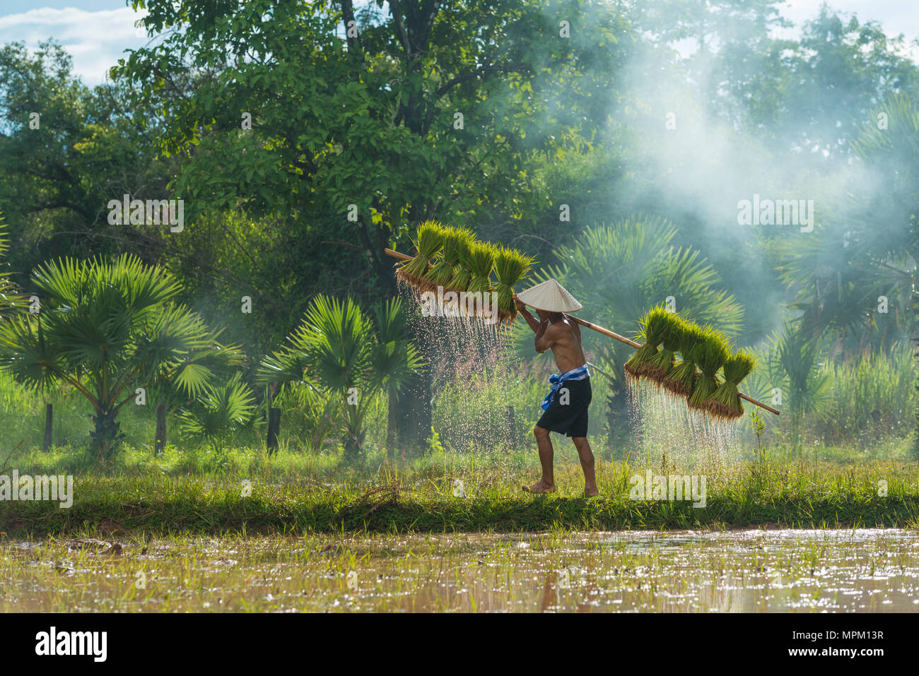 Man carrying rice paddy field hi-res stock photography and images - Alamy