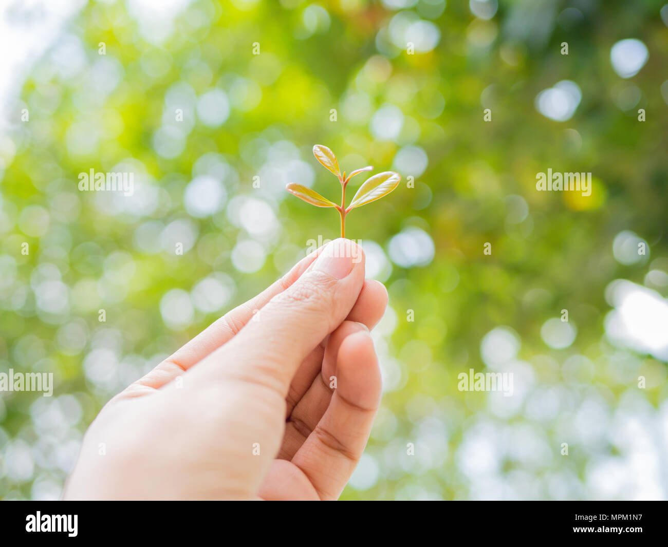 Growing a plant. Hands holding and nurturing tree growing on fertile ...