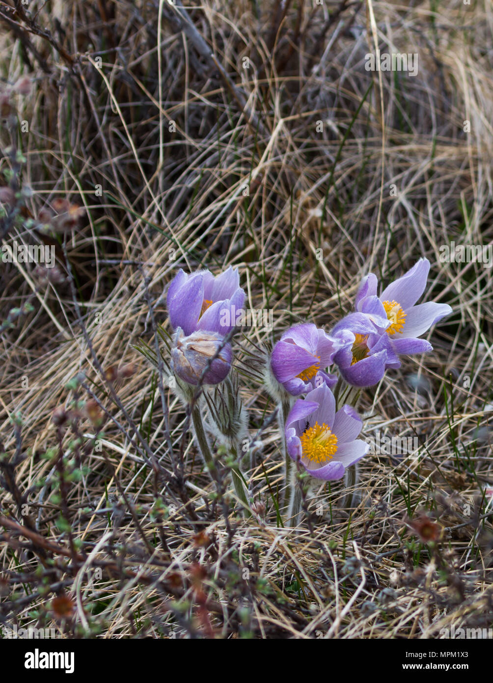 Prairie Crocus Canada Spring Stock Photos & Prairie Crocus Canada ...