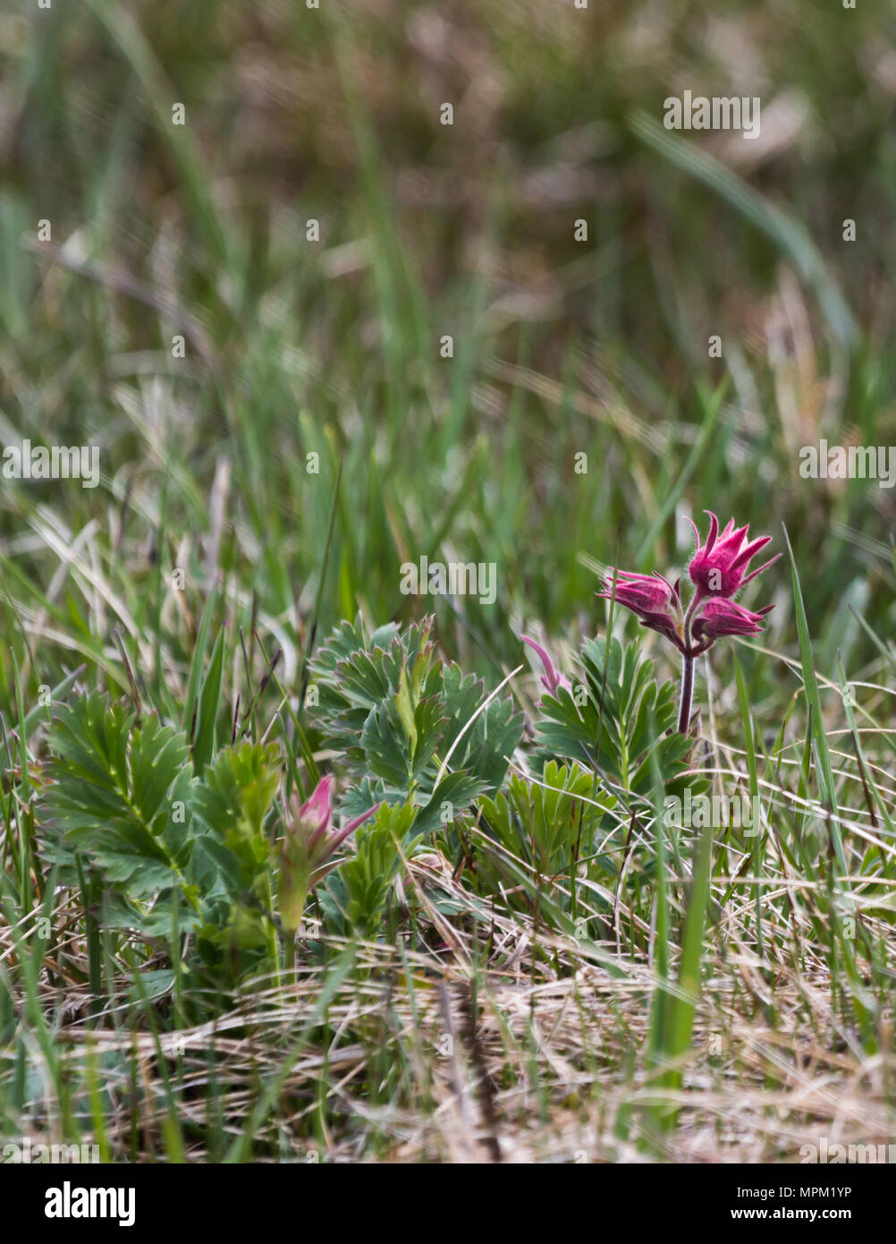 Smoke Flower High Resolution Stock Photography and Images - Alamy
