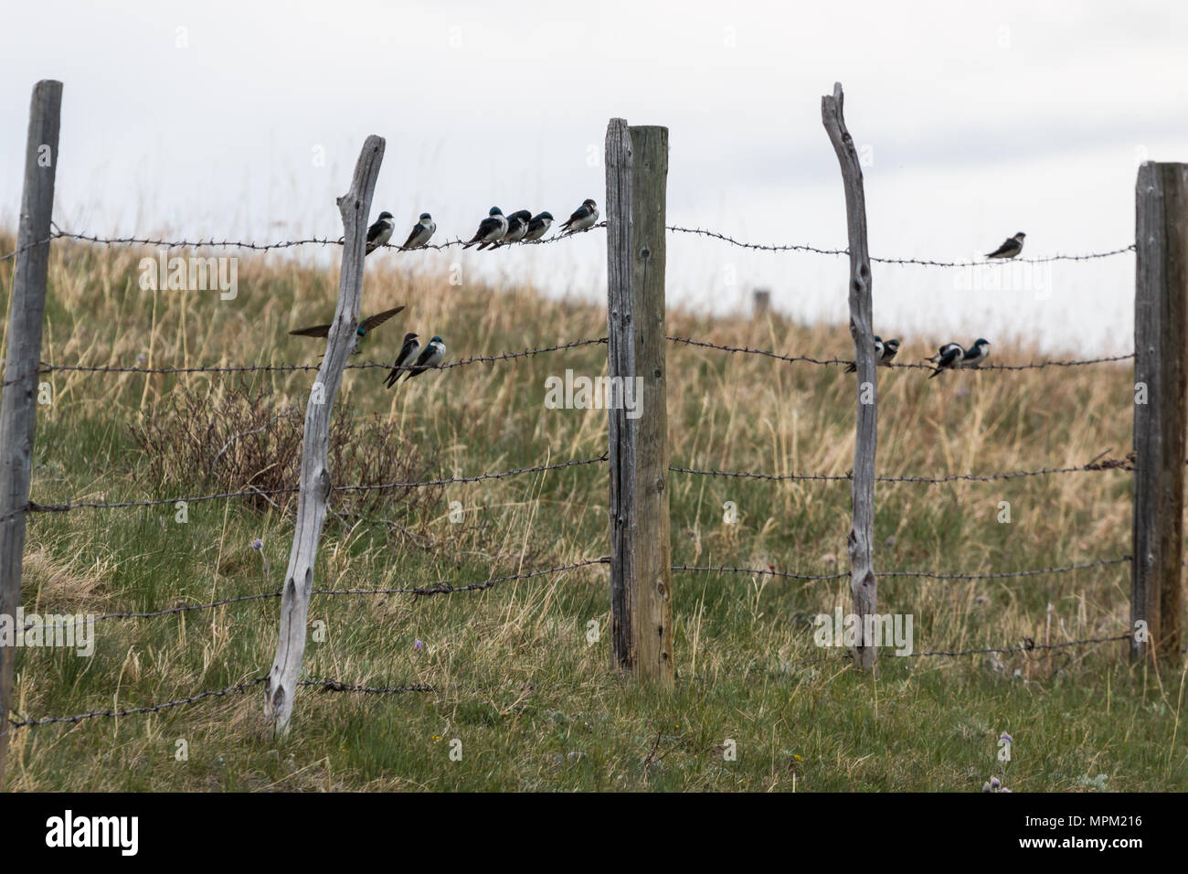 Tree swallow barbed wire fence hi-res stock photography and images - Alamy