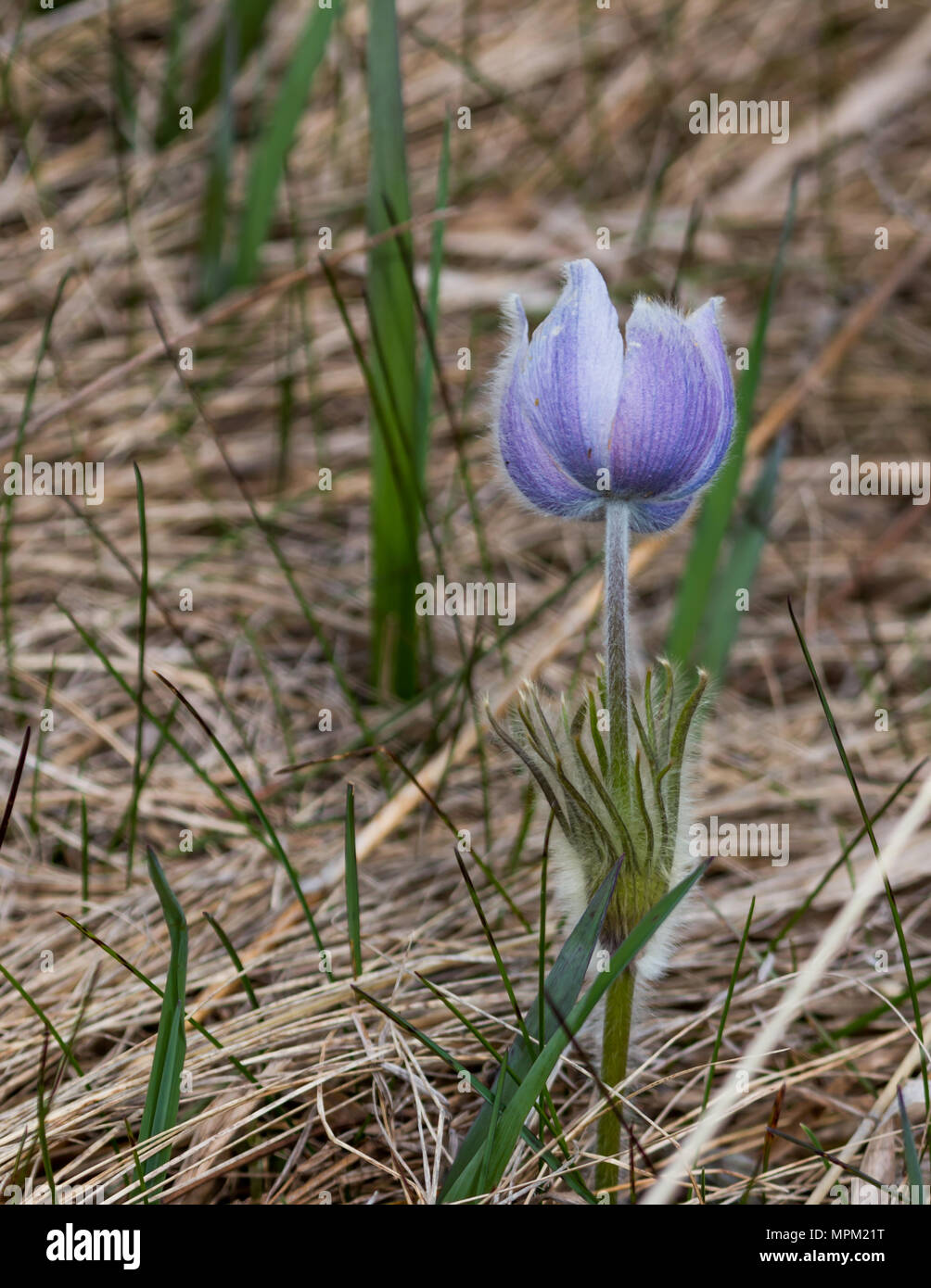 Prairie crocus canada hi-res stock photography and images - Alamy