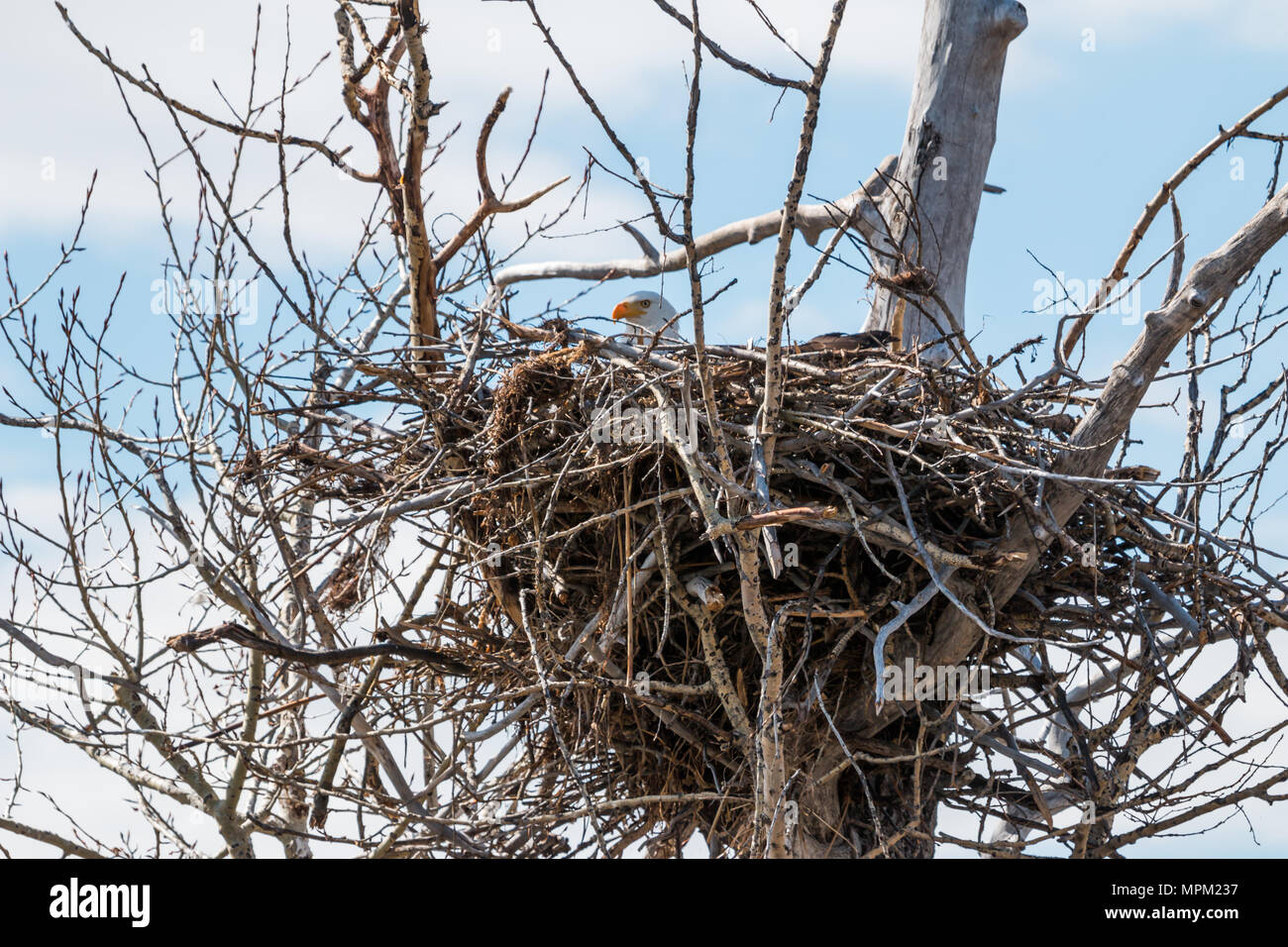 Birdsnest High Resolution Stock Photography and Images - Alamy