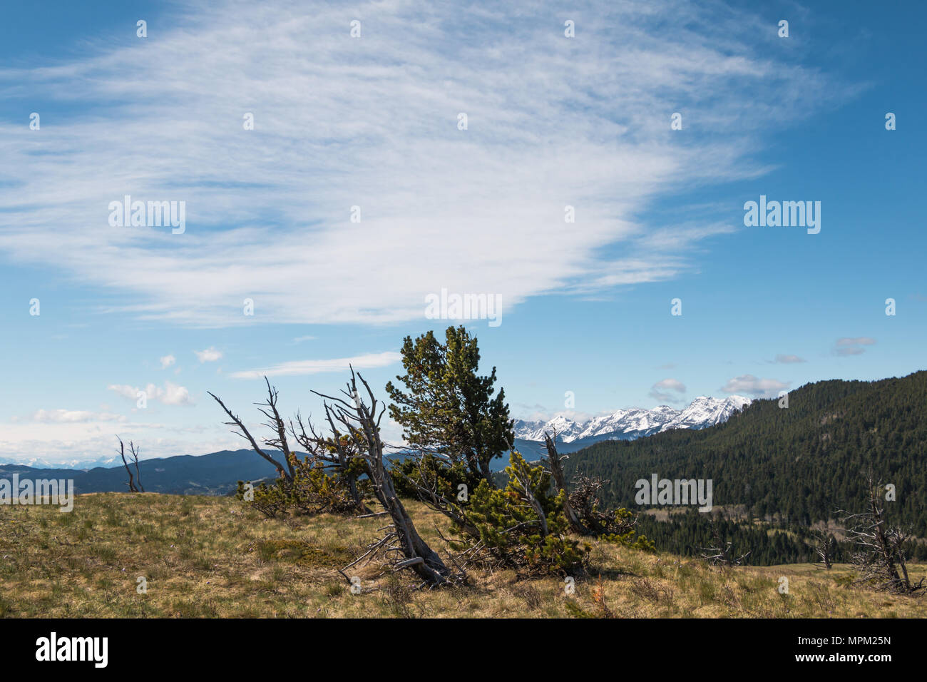 Limber Pine High Resolution Stock Photography and Images - Alamy