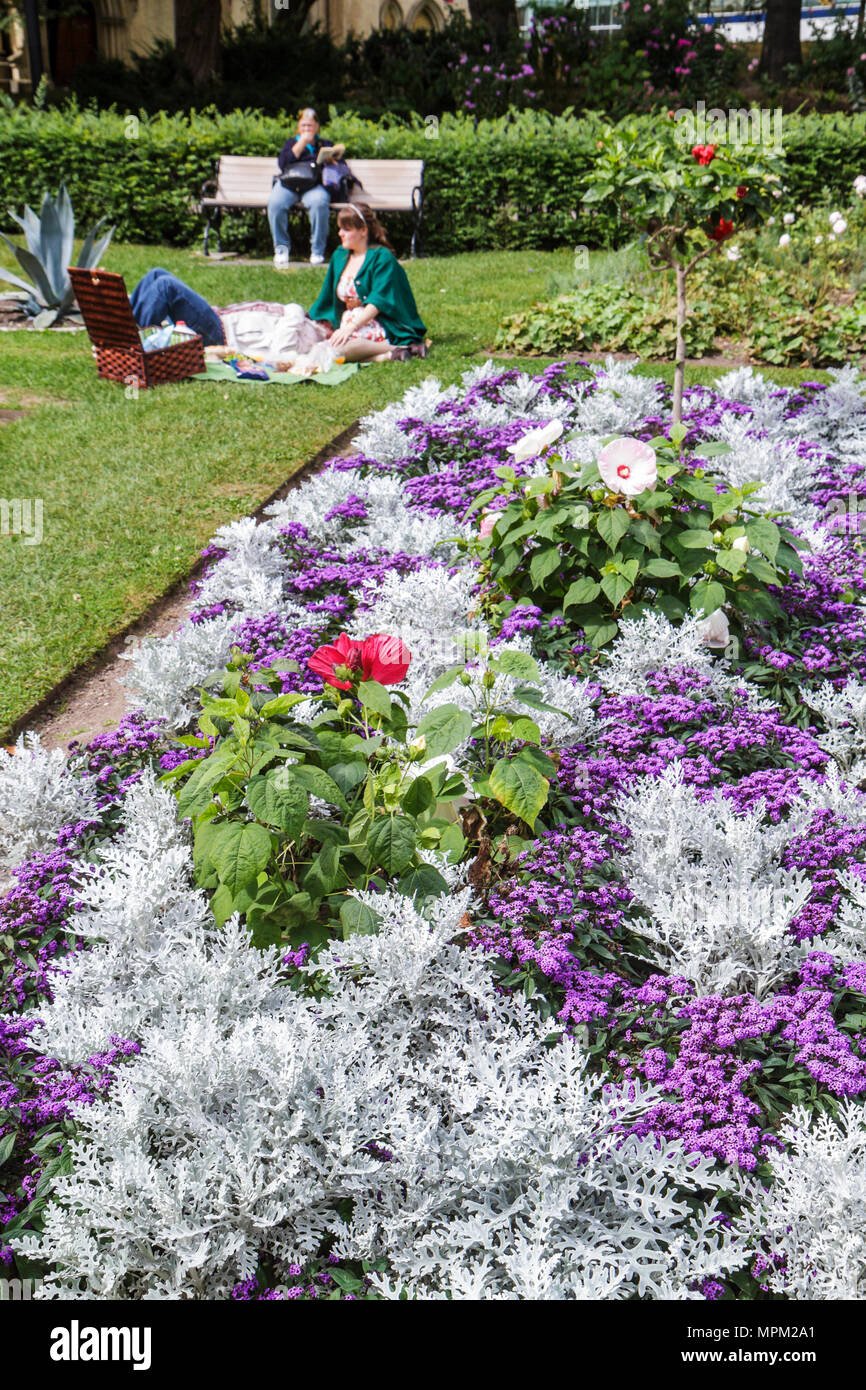 Dusty Miller Plant High Resolution Stock Photography and Images - Alamy