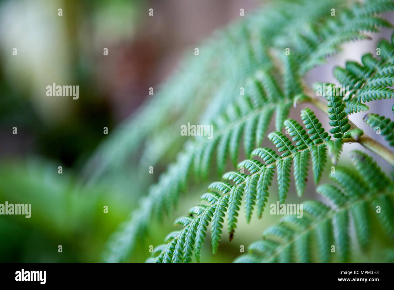 Close up of a fern Stock Photo - Alamy