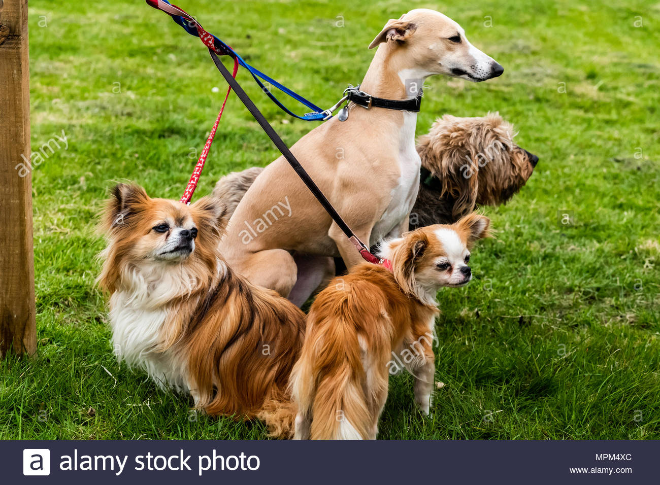 Working Terriers Stock Photos & Working Terriers Stock Images - Alamy