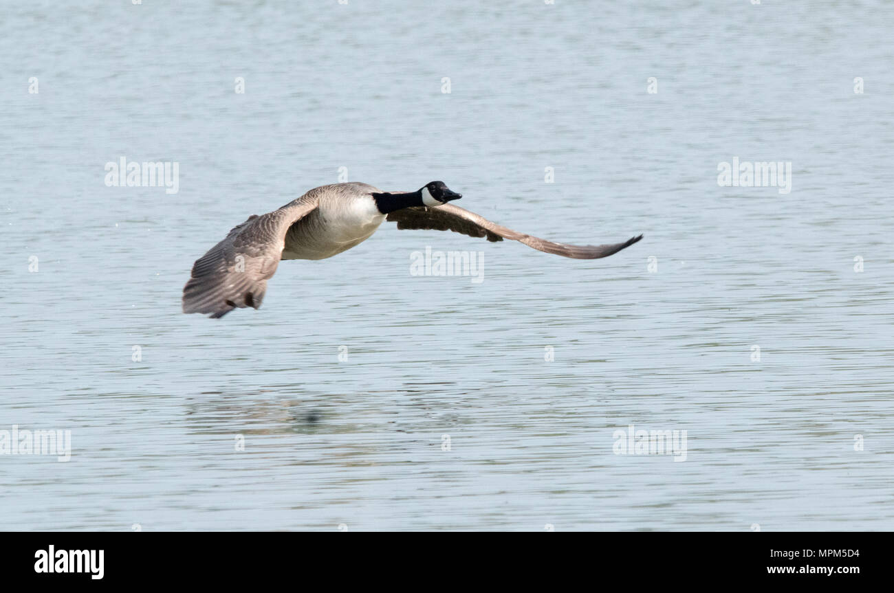 Canada goose flying over water hi-res stock photography and images - Alamy