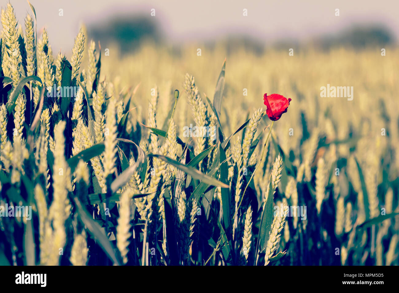 Flower wheat blossom hi-res stock photography and images - Alamy
