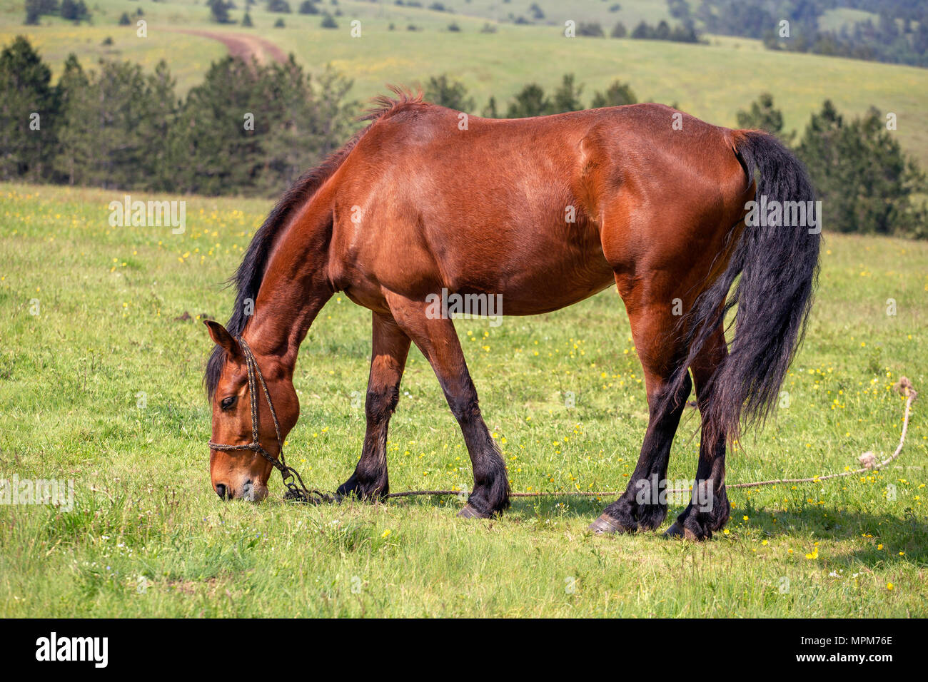 Brown horse grazing tethered in a field. Horse eating on a leash in the ...