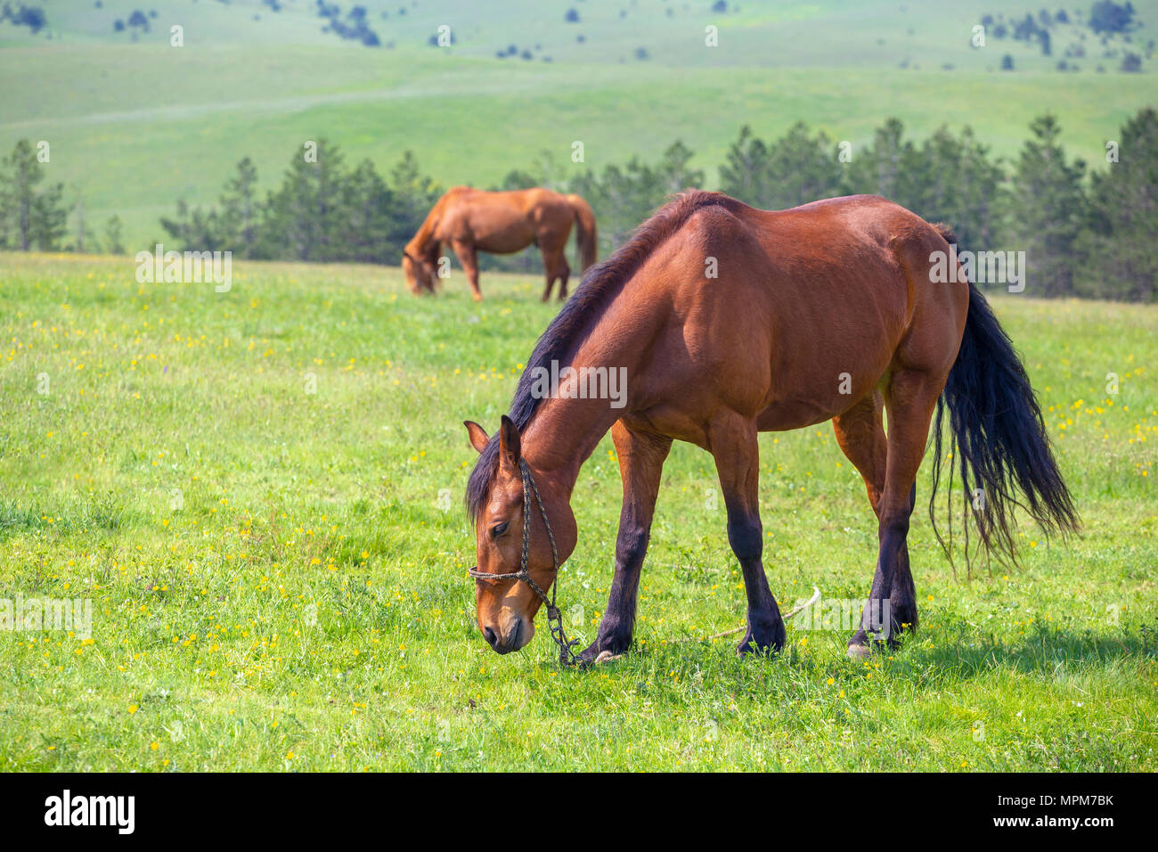 Tethered horse hi-res stock photography and images - Alamy
