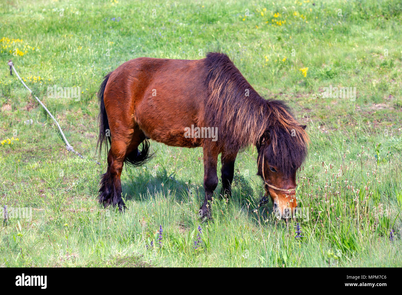 Brown pony horse grazing tethered in a field after a hard day work ...