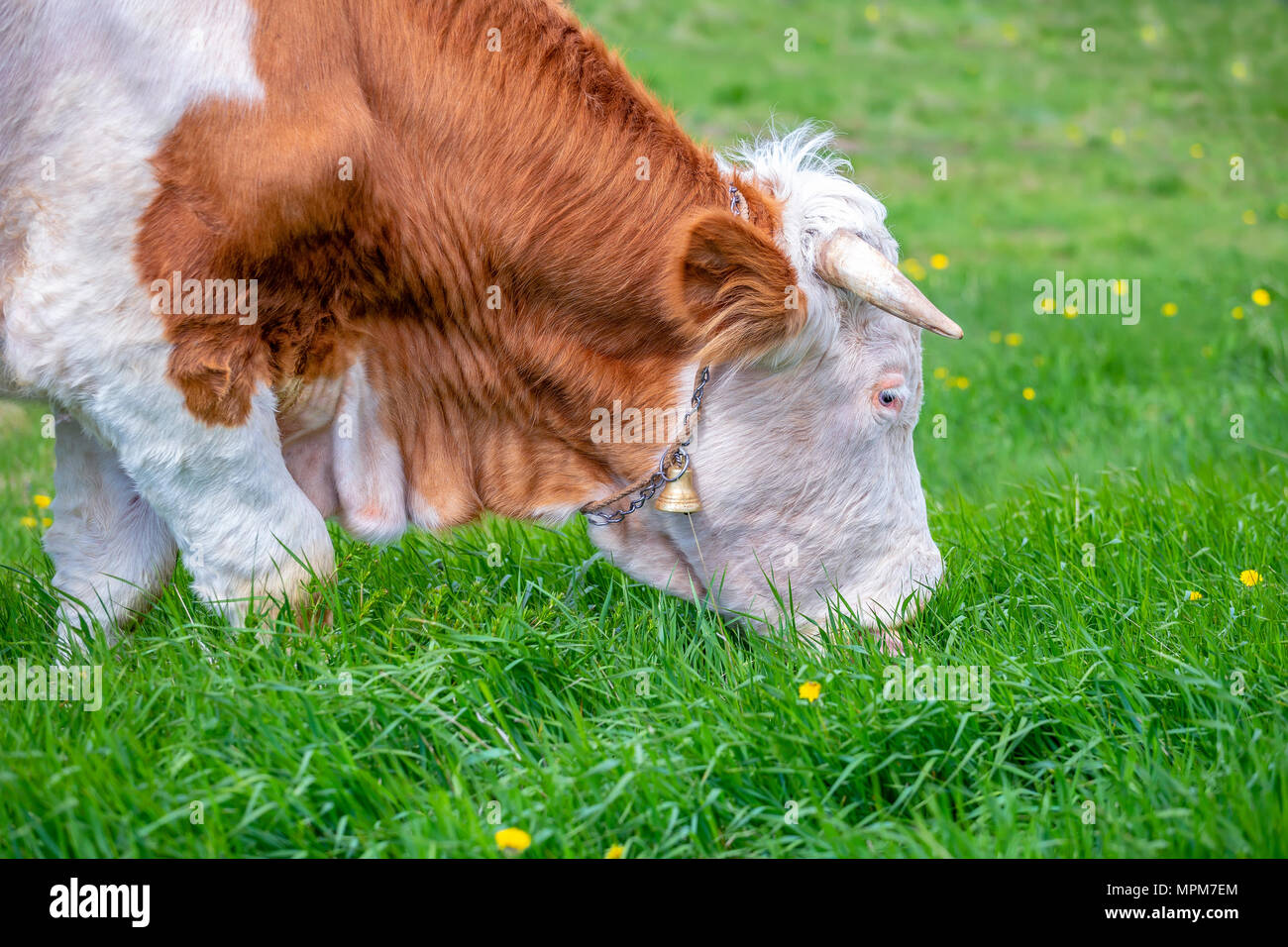 Bull head with a bell on neck grazing on the top of mountain Tornik at ...