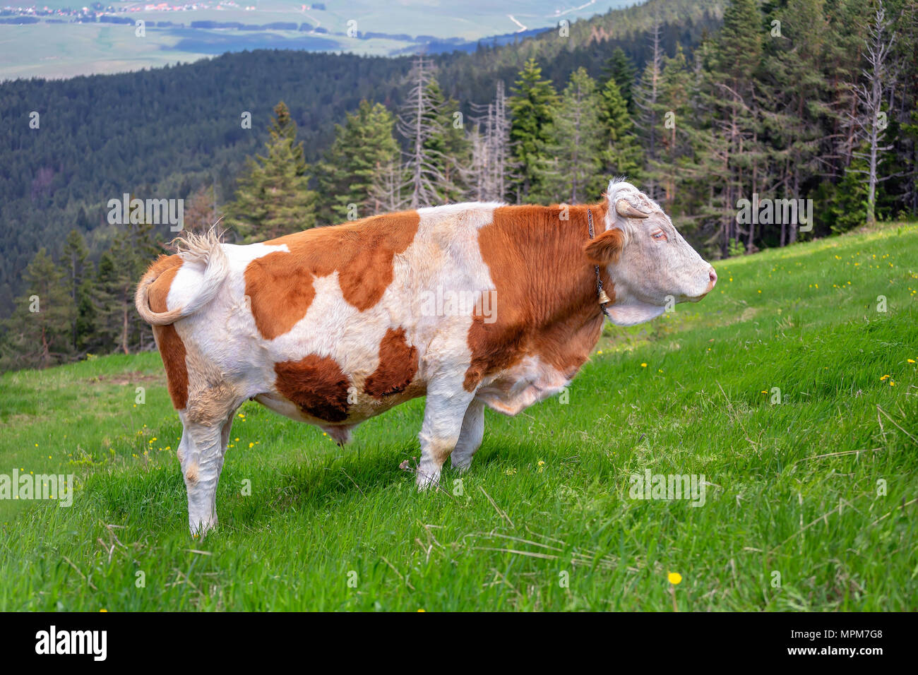 Bull Neck High Resolution Stock Photography and Images - Alamy