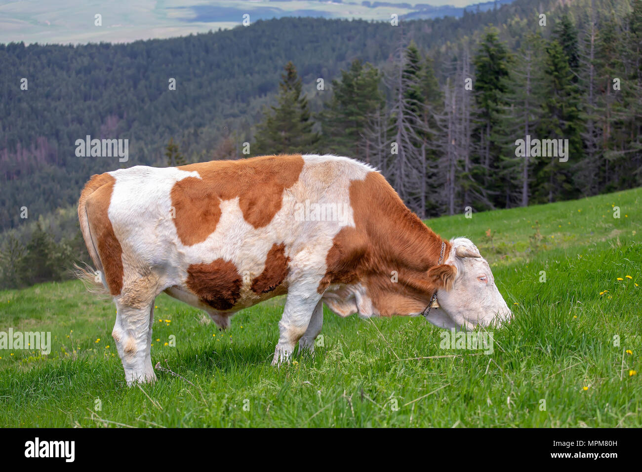Domestic bull with a bell on neck grazing on the top of mountain Tornik ...