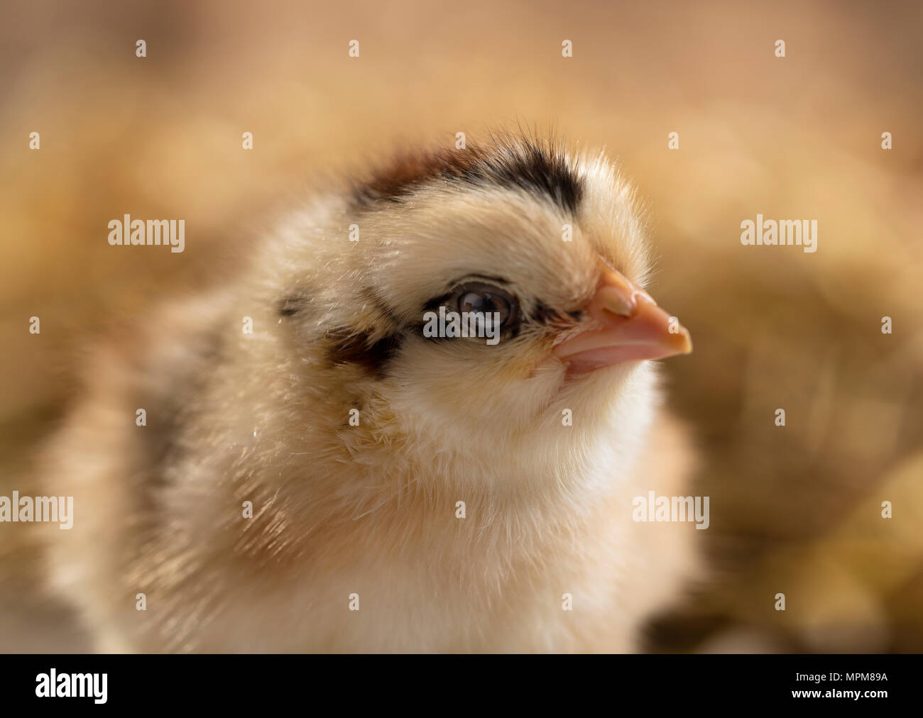 New born chick in straw nest Stock Photo - Alamy