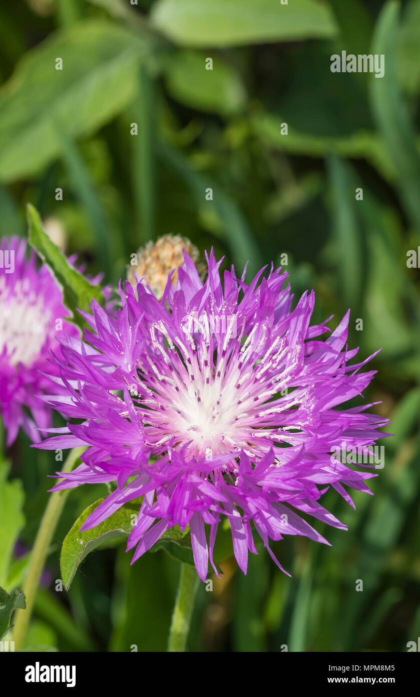 Centaurea dealbata spring hi-res stock photography and images - Alamy