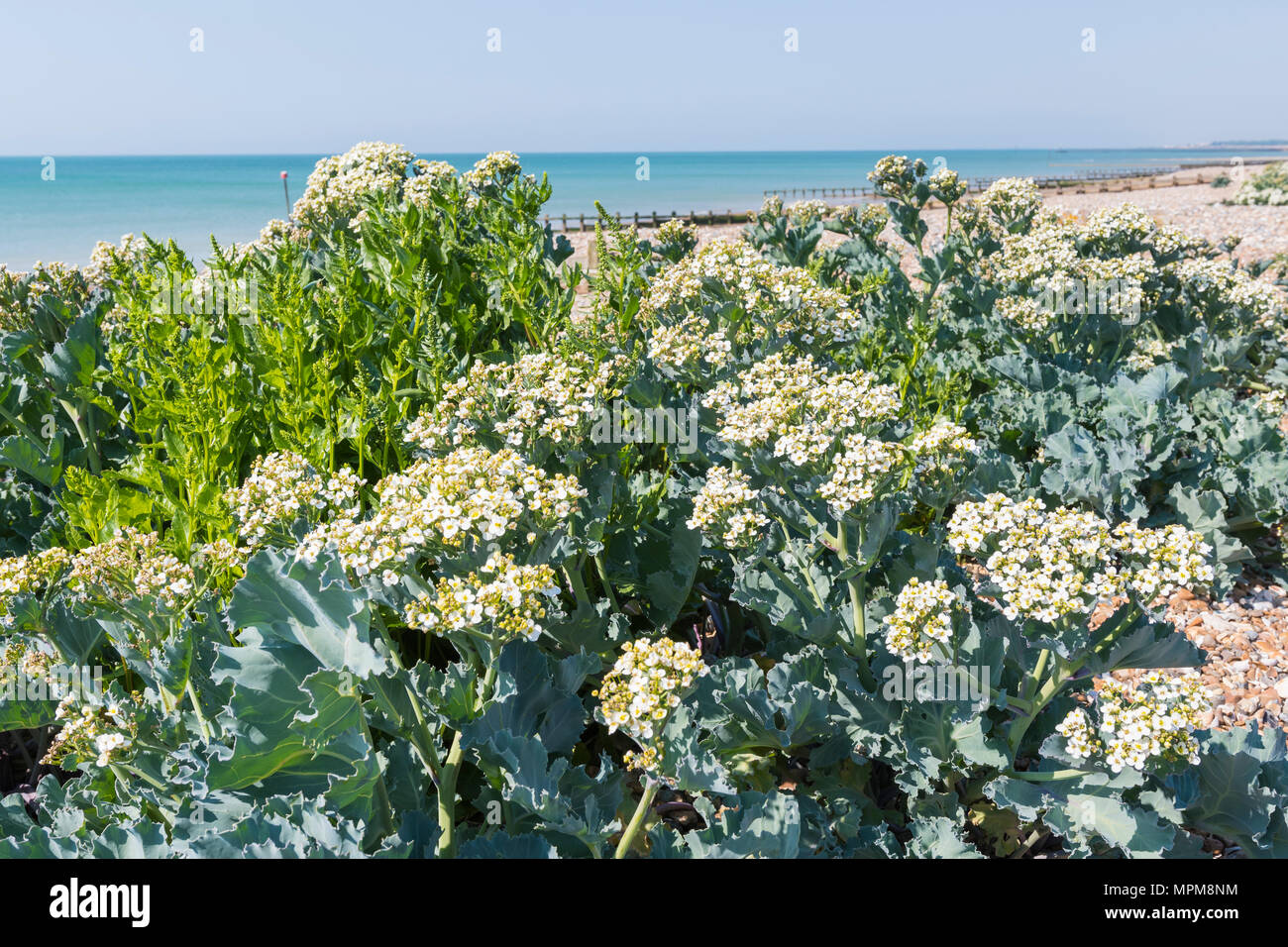 Shingle flower hi-res stock photography and images - Alamy