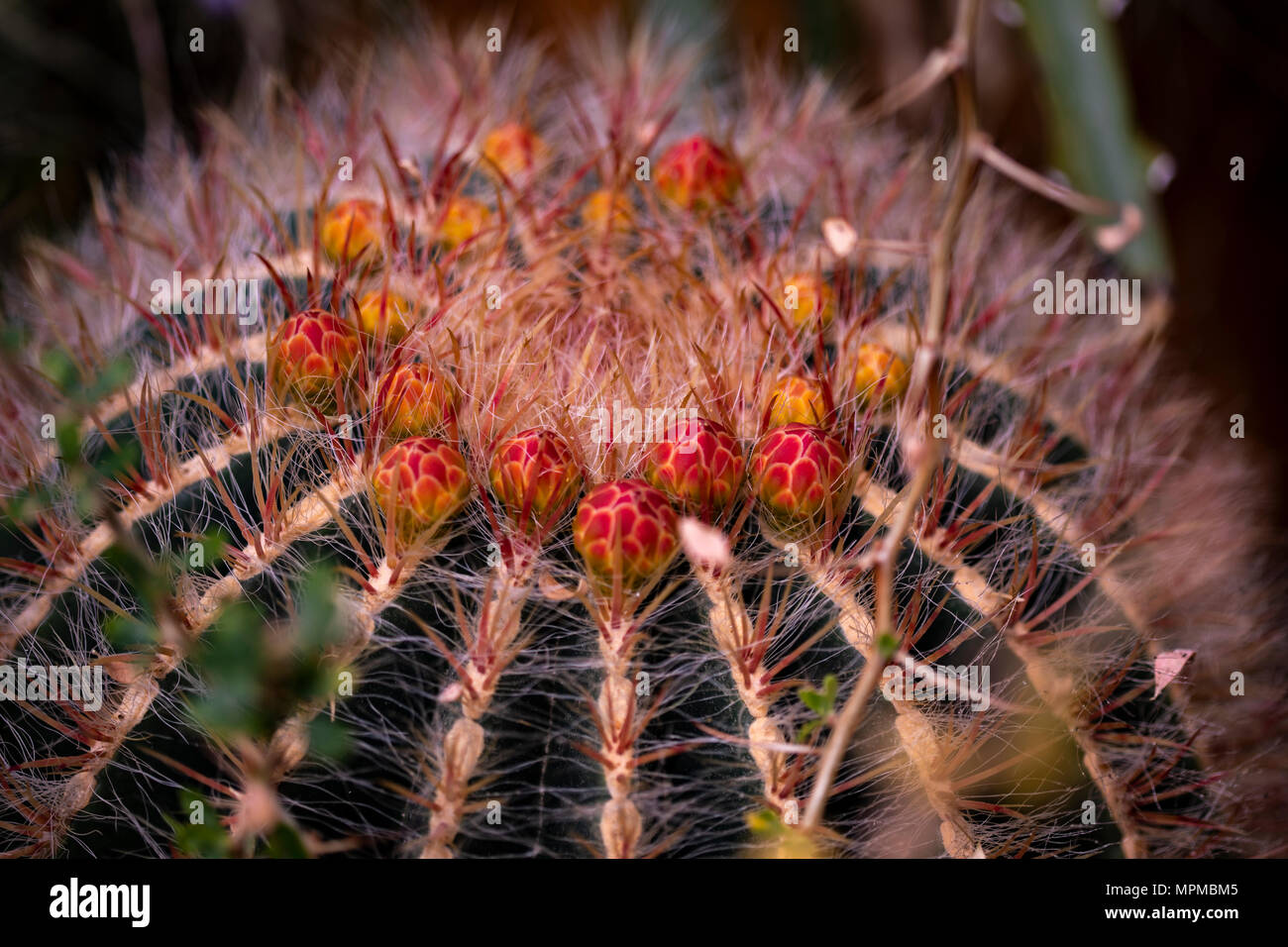 Ferocactus pilosus hi-res stock photography and images - Alamy