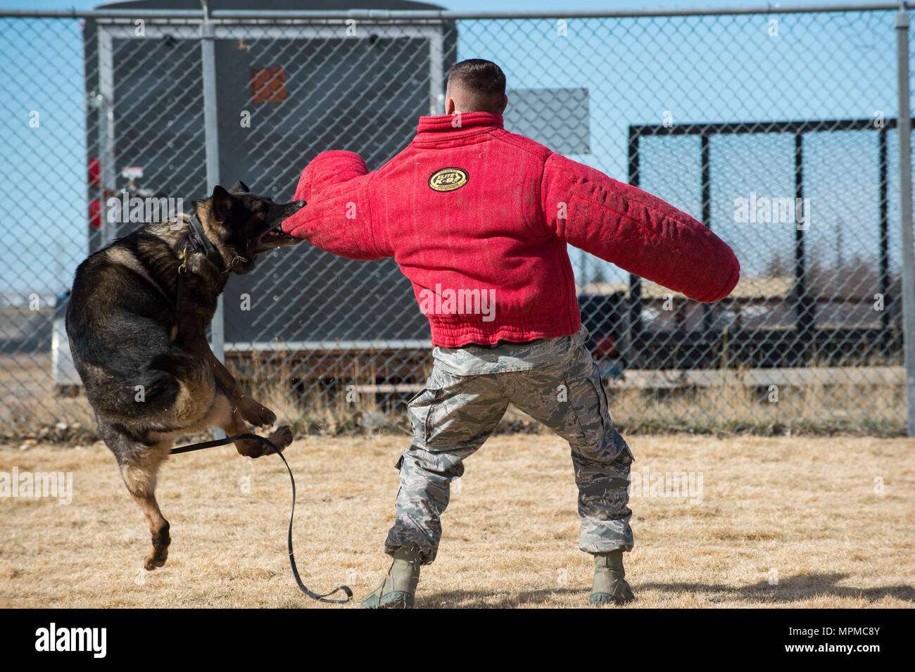 Oli, a military working dog, bites the protective suit of Staff Sgt ...
