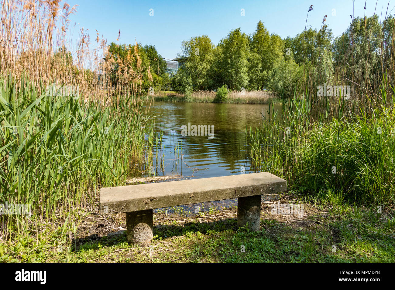 A bench in a quiet and secluded spot next to the lakek in Reading, UK ...
