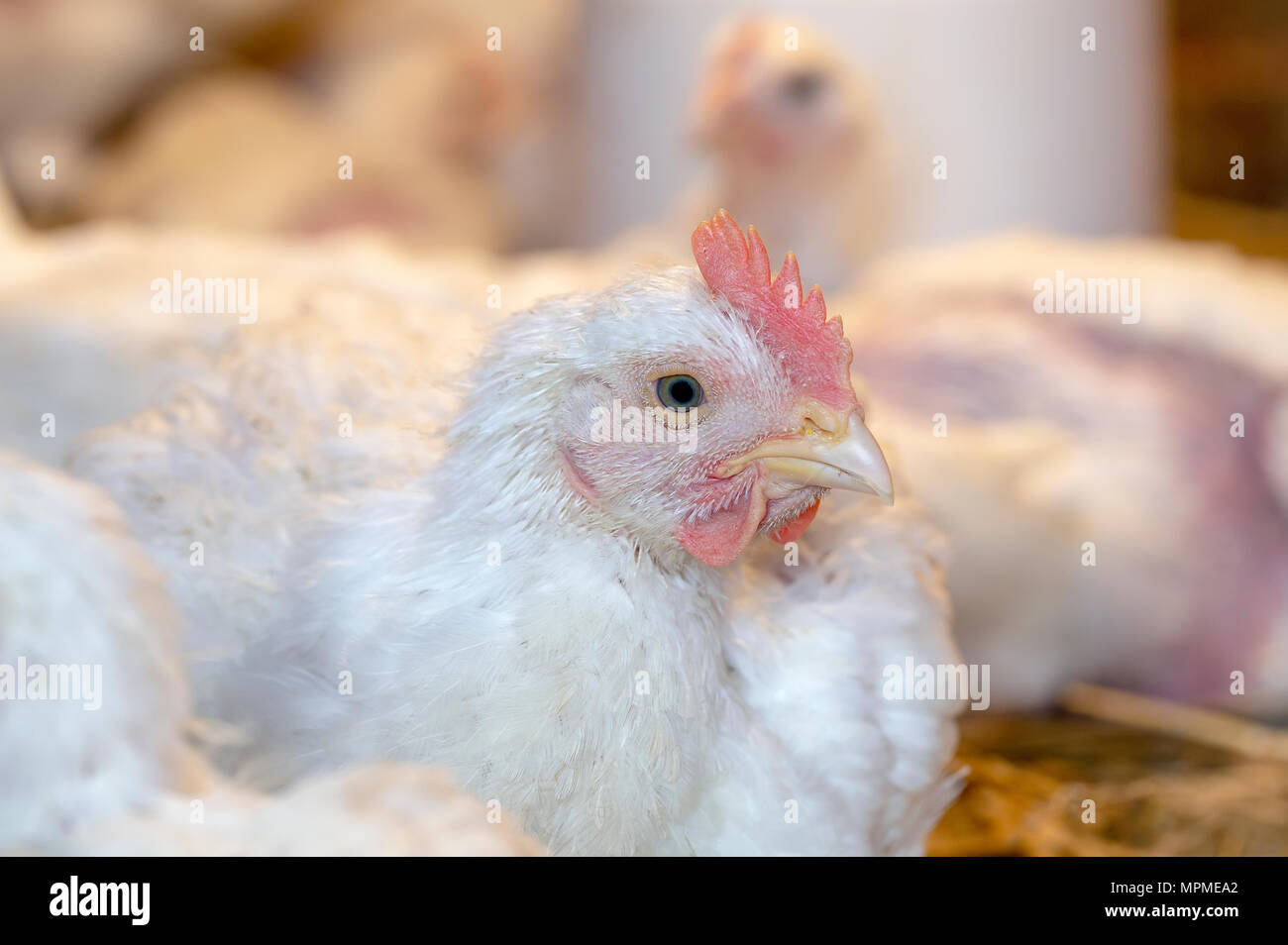 Young white chickens in cage at poultry farm. Meat animals farming ...