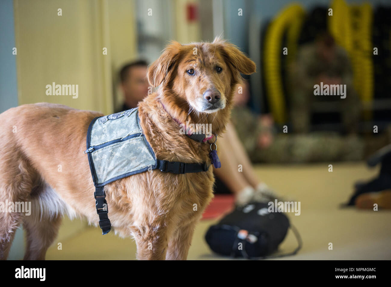 U.S. Army Department of Defense certified service dog watches her owner ...