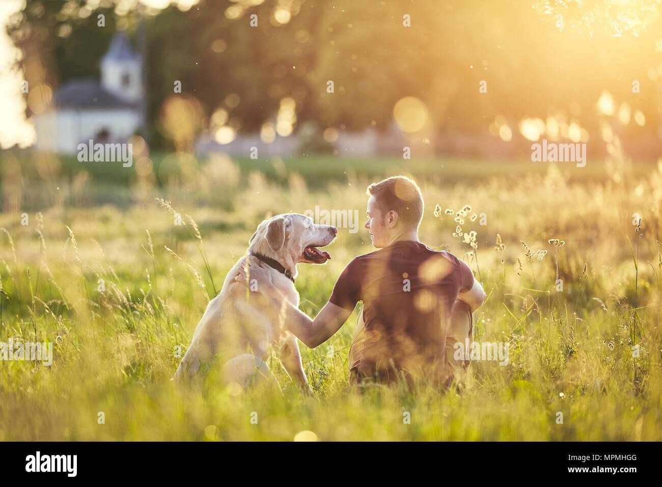 Golden labrador retriver hi-res stock photography and images - Alamy