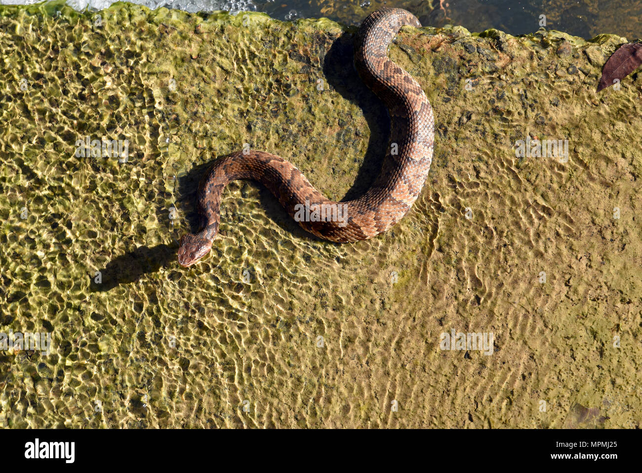 Live snake display hi-res stock photography and images - Alamy