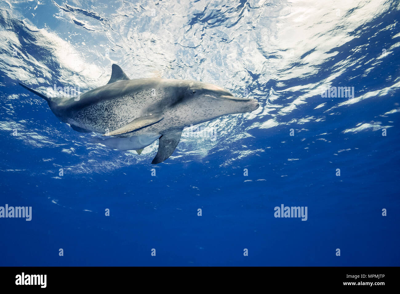 Indo-Pacific bottlenose dolphin, Tursiops aduncus, Chichi-jima, Bonin ...