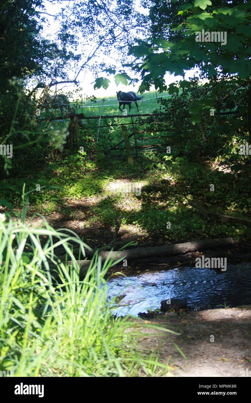 Danbury Nature Walk, Essex. Beautiful stream, trees and plants Stock ...