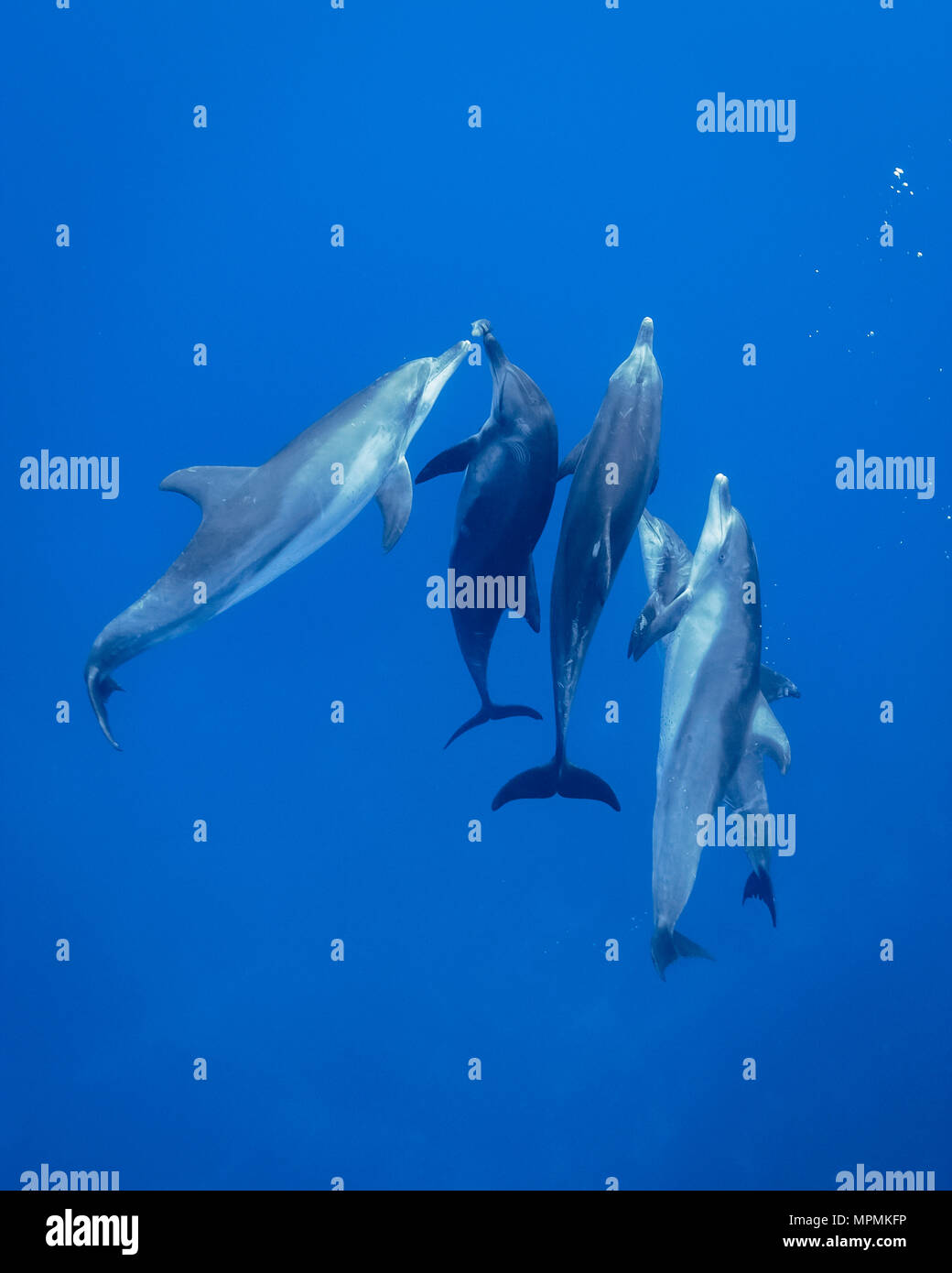 Underwater dolphin vertical hi-res stock photography and images - Alamy
