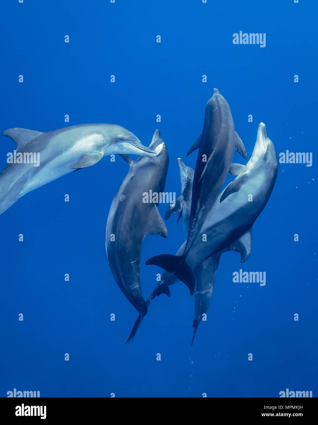 Indo-Pacific bottlenose dolphin, Tursiops aduncus, playing with ...