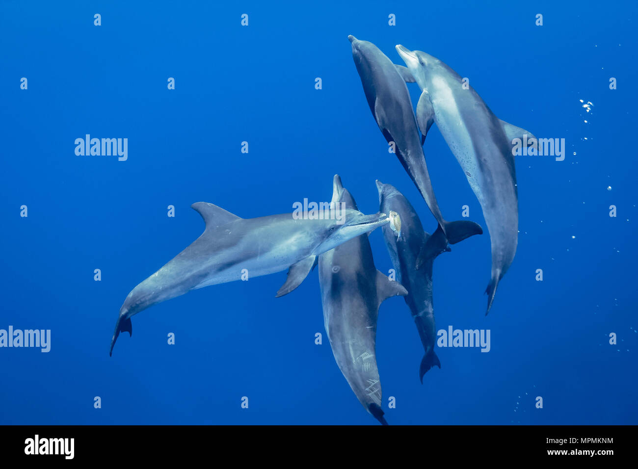 Indo-Pacific bottlenose dolphin, Tursiops aduncus, playing with ...