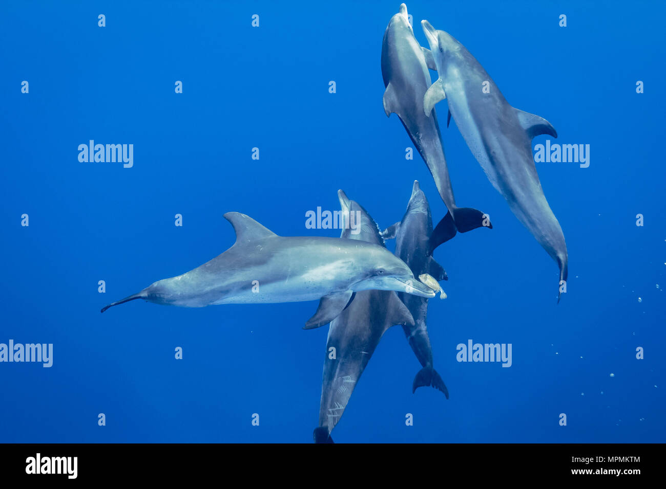Indo-Pacific bottlenose dolphin, Tursiops aduncus, playing with pufferfish, Chichi-jima, Bonin ...