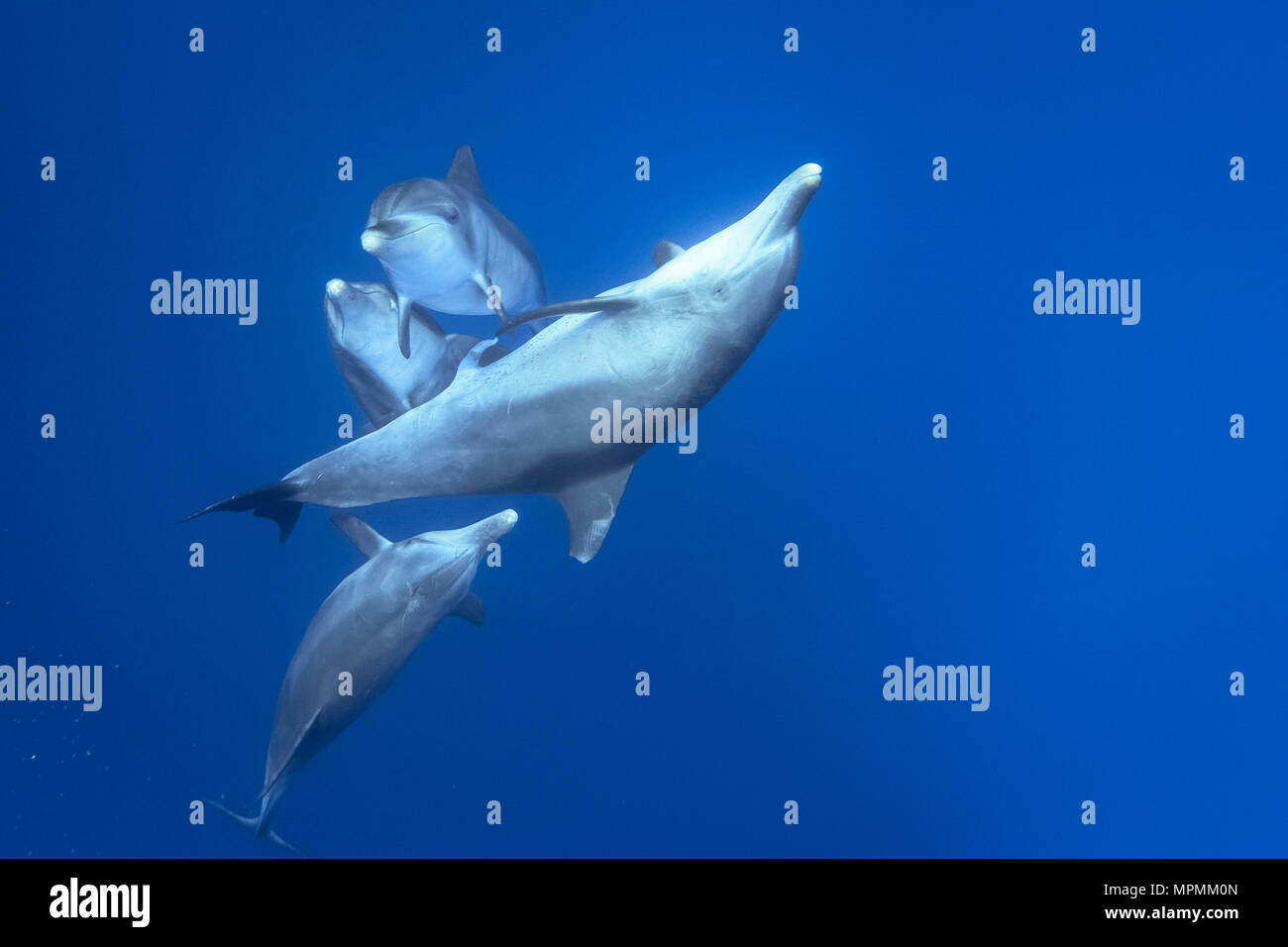 Indo-Pacific bottlenose dolphin, Tursiops aduncus, mating, courtship ...