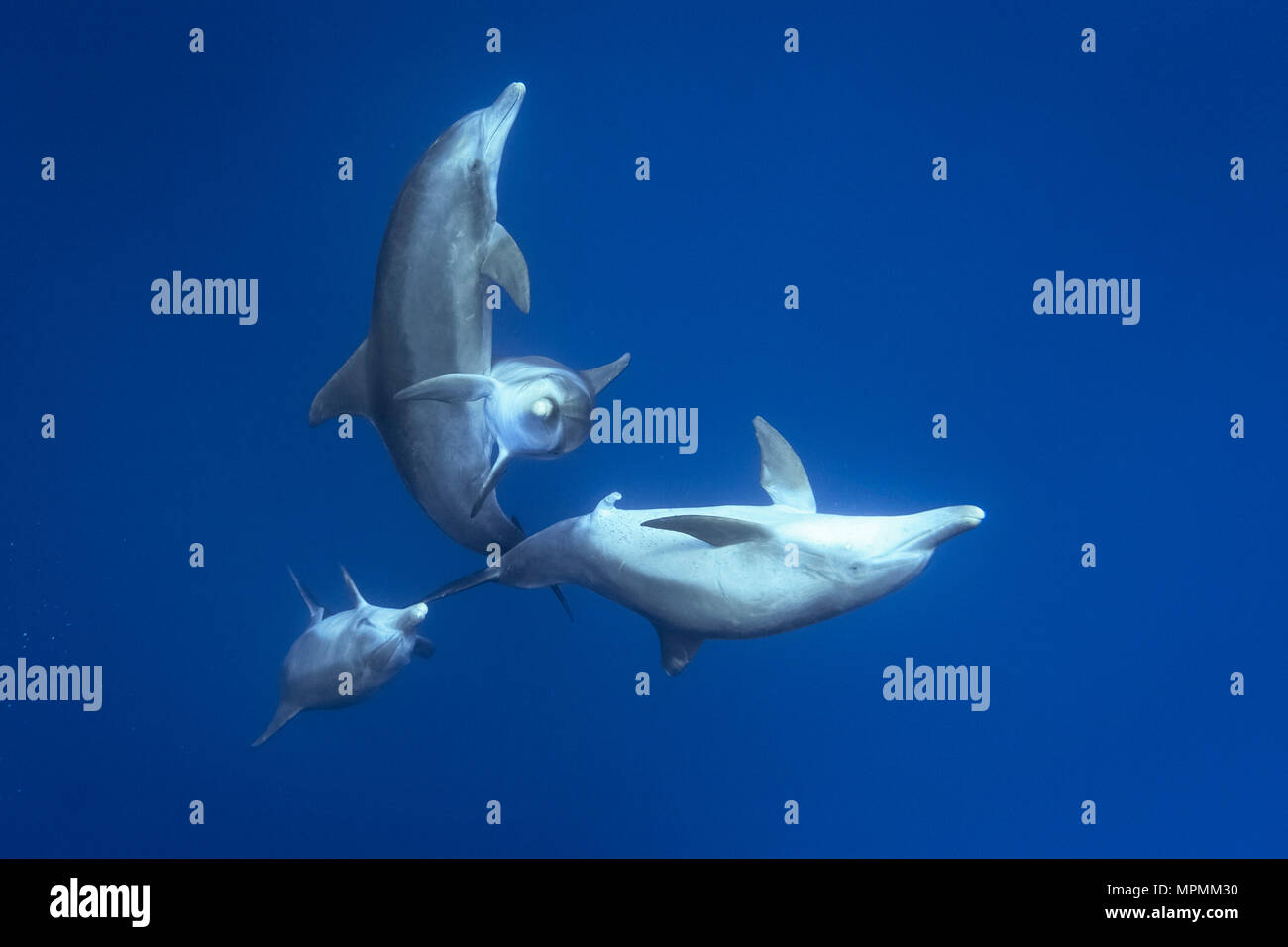 Indo-Pacific bottlenose dolphin, Tursiops aduncus, mating, courtship ...