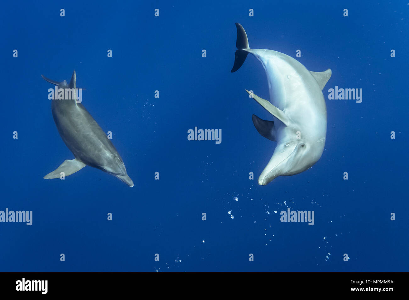 Indo pacific bottlenose dolphin hi-res stock photography and images - Alamy