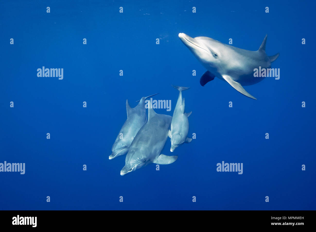 Indo-Pacific bottlenose dolphin, Tursiops aduncus, Chichi-jima, Bonin ...