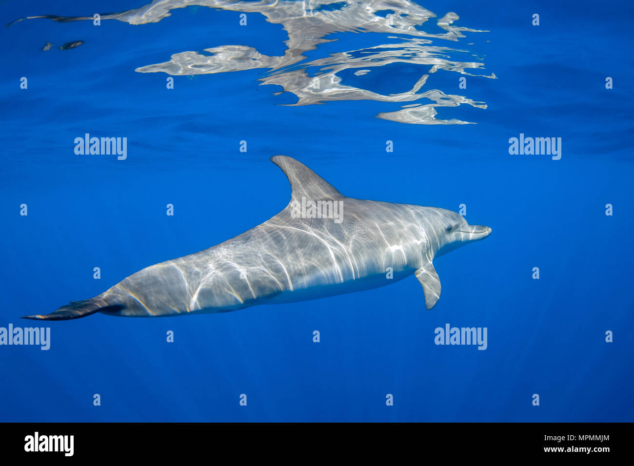 Indo pacific bottlenose dolphin hi-res stock photography and images - Alamy