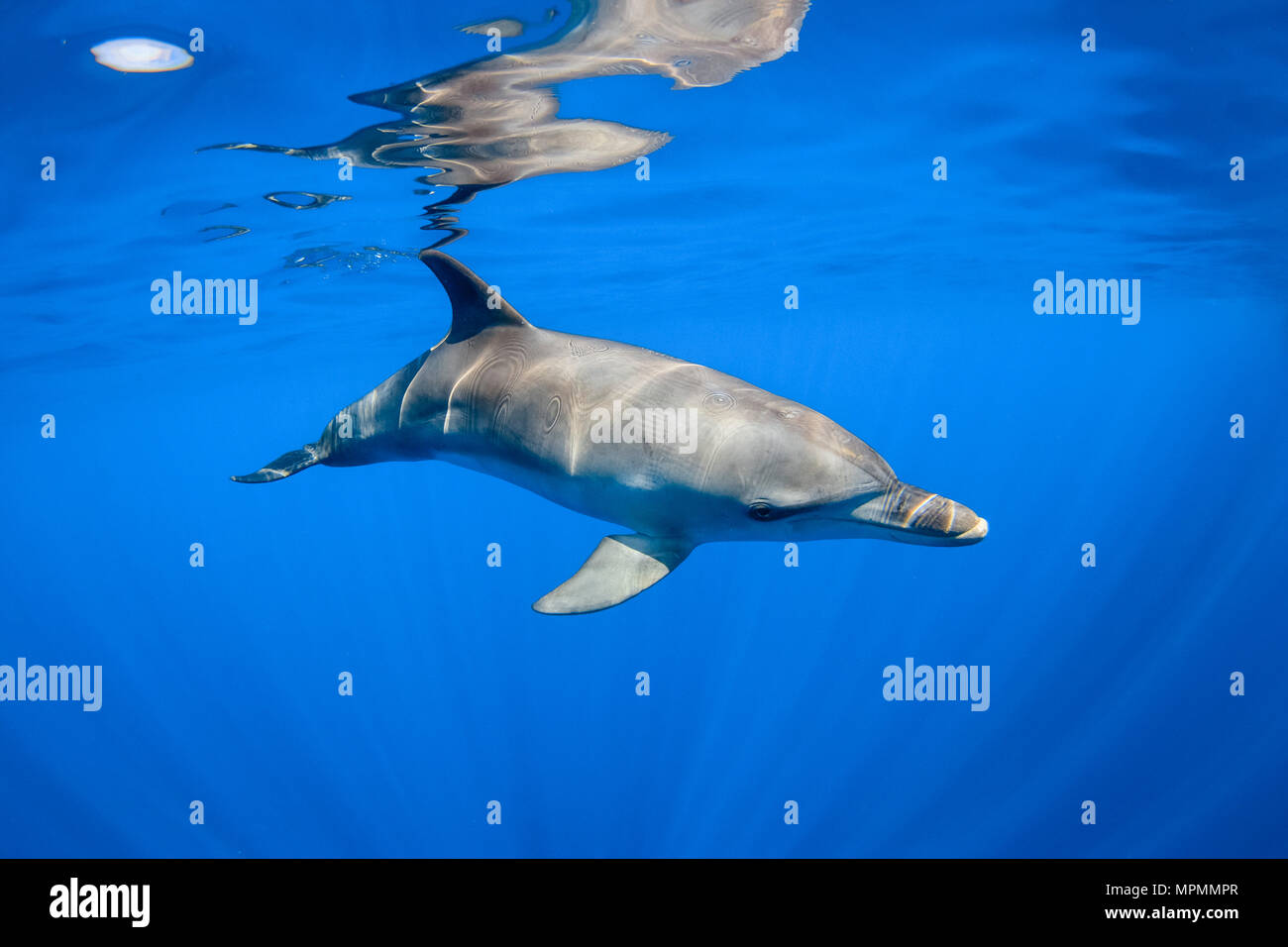 Indo-Pacific bottlenose dolphin, Tursiops aduncus, Chichi-jima, Bonin ...