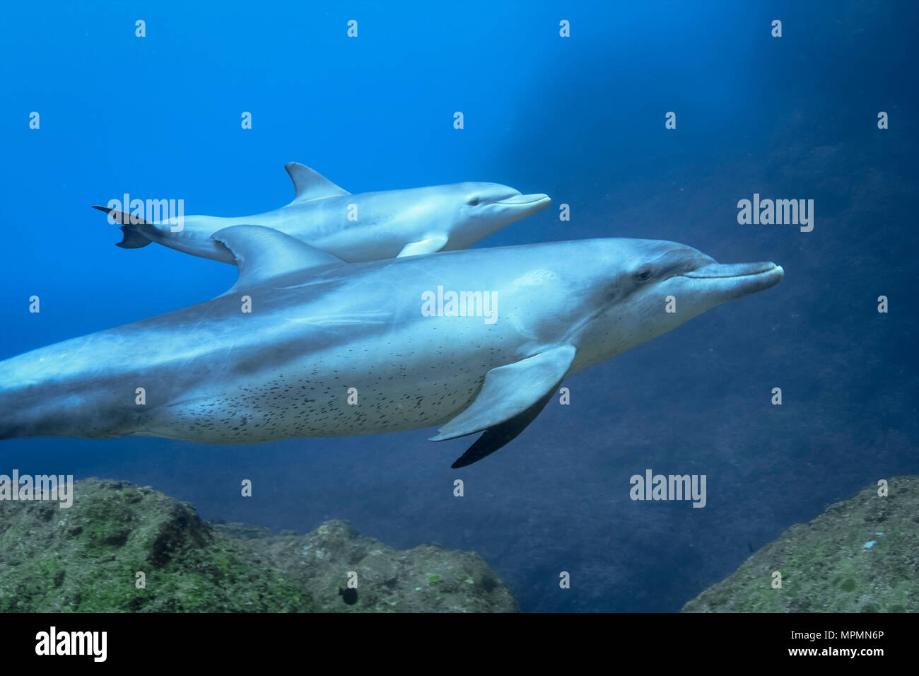 Indo-Pacific bottlenose dolphin, Tursiops aduncus, Chichi-jima, Bonin ...