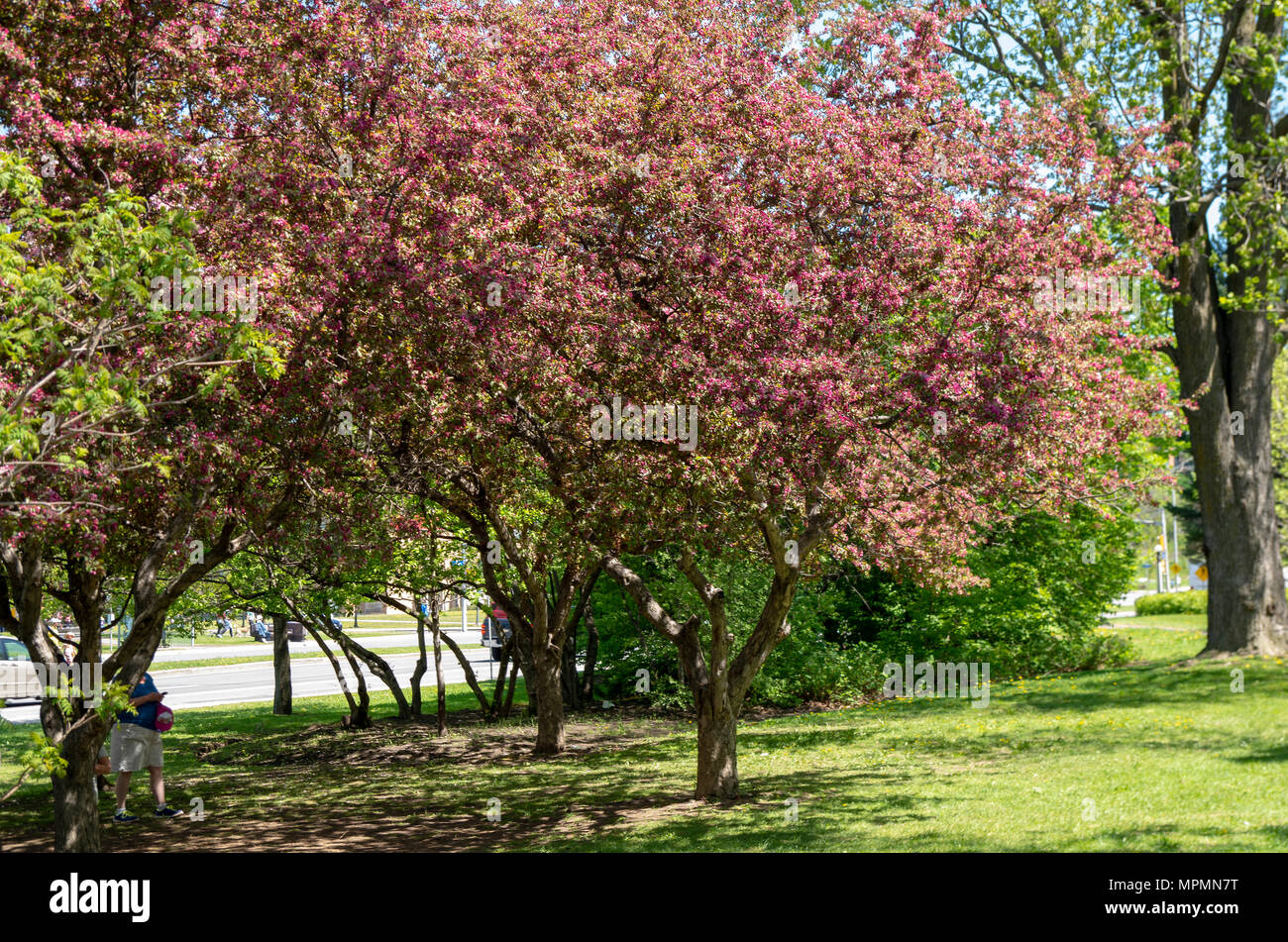 Flowering Crab Apple Tree Stock Photo - Alamy