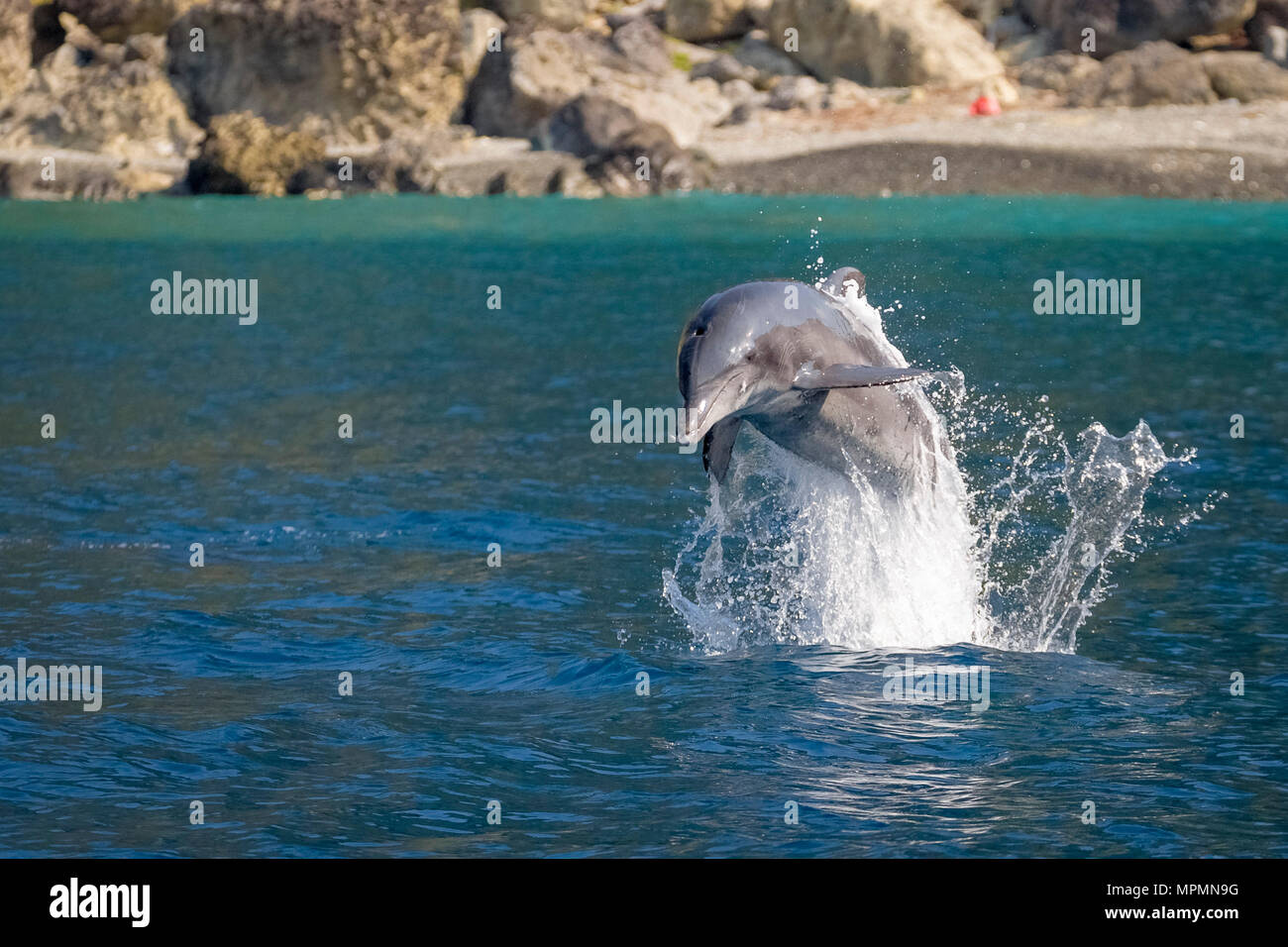 Indo-Pacific bottlenose dolphin, Tursiops aduncus, jumping, Chichi-jima ...