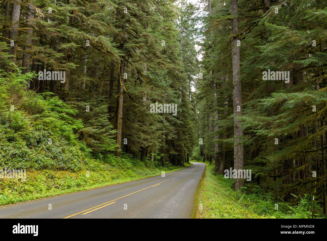 Road in Forest - A two-lane road winding through a tall and dense ...