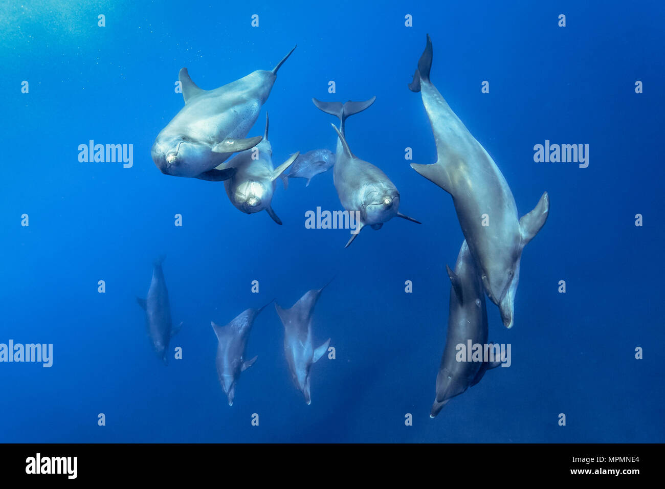 Indo-Pacific bottlenose dolphin, Tursiops aduncus, Chichi-jima, Bonin ...