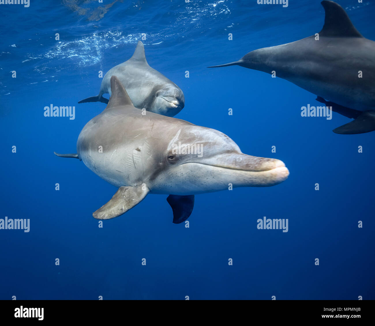 Indo pacific bottlenose dolphin hi-res stock photography and images - Alamy