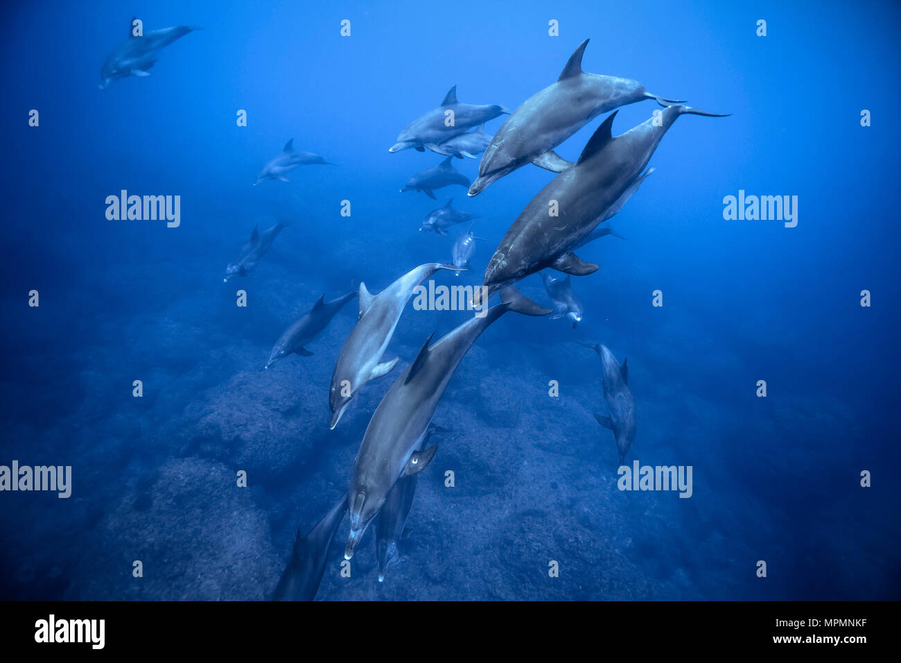 Indo pacific bottlenose dolphin hi-res stock photography and images - Alamy