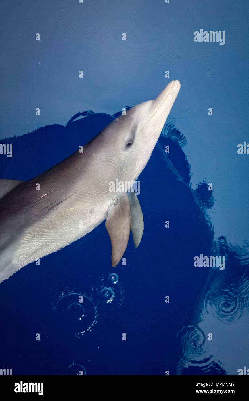 Indo-Pacific bottlenose dolphin, Tursiops aduncus, bow-riding, Chichi ...